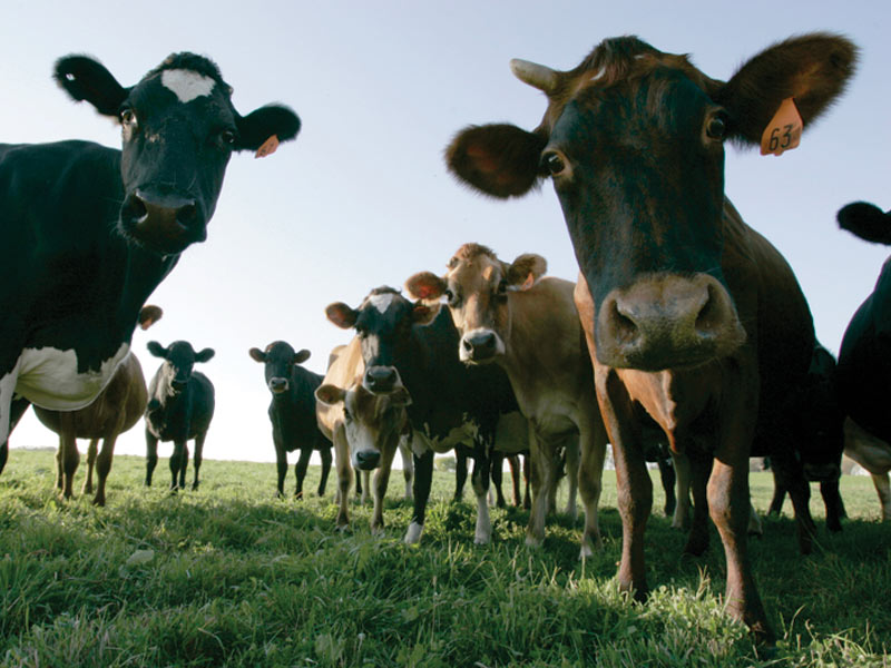 Organic Farm Life - Pickett Pictures LLC